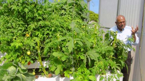 Caribbean farming gets its roots wet – Caribbean Life