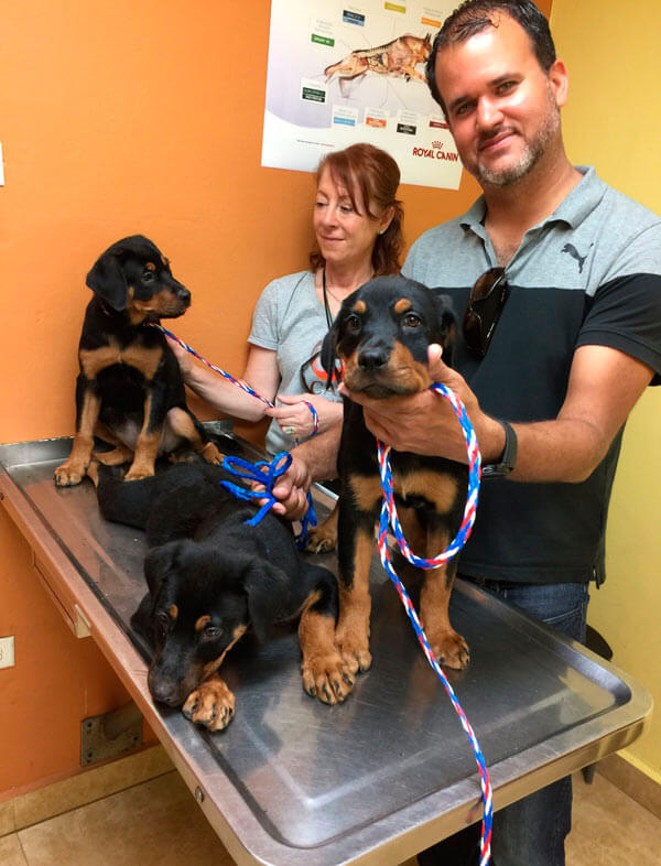 New home for Puerto Rican dogs – Caribbean Life