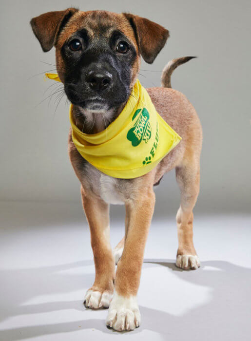 Puerto Rican rescue dogs debut in Puppy Bowl – Caribbean Life