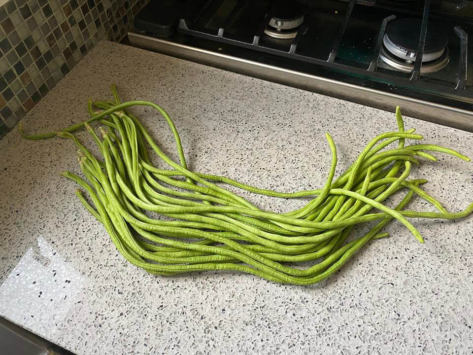 How to make Fry (stewed) Bodi – Caribbean Life